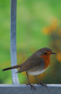 L’oiseau de printemps | Poèmes en Provence